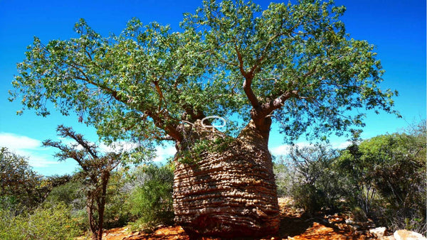 Cuidados y características del Adansonia fony: cultivo de minibaobabs ...
