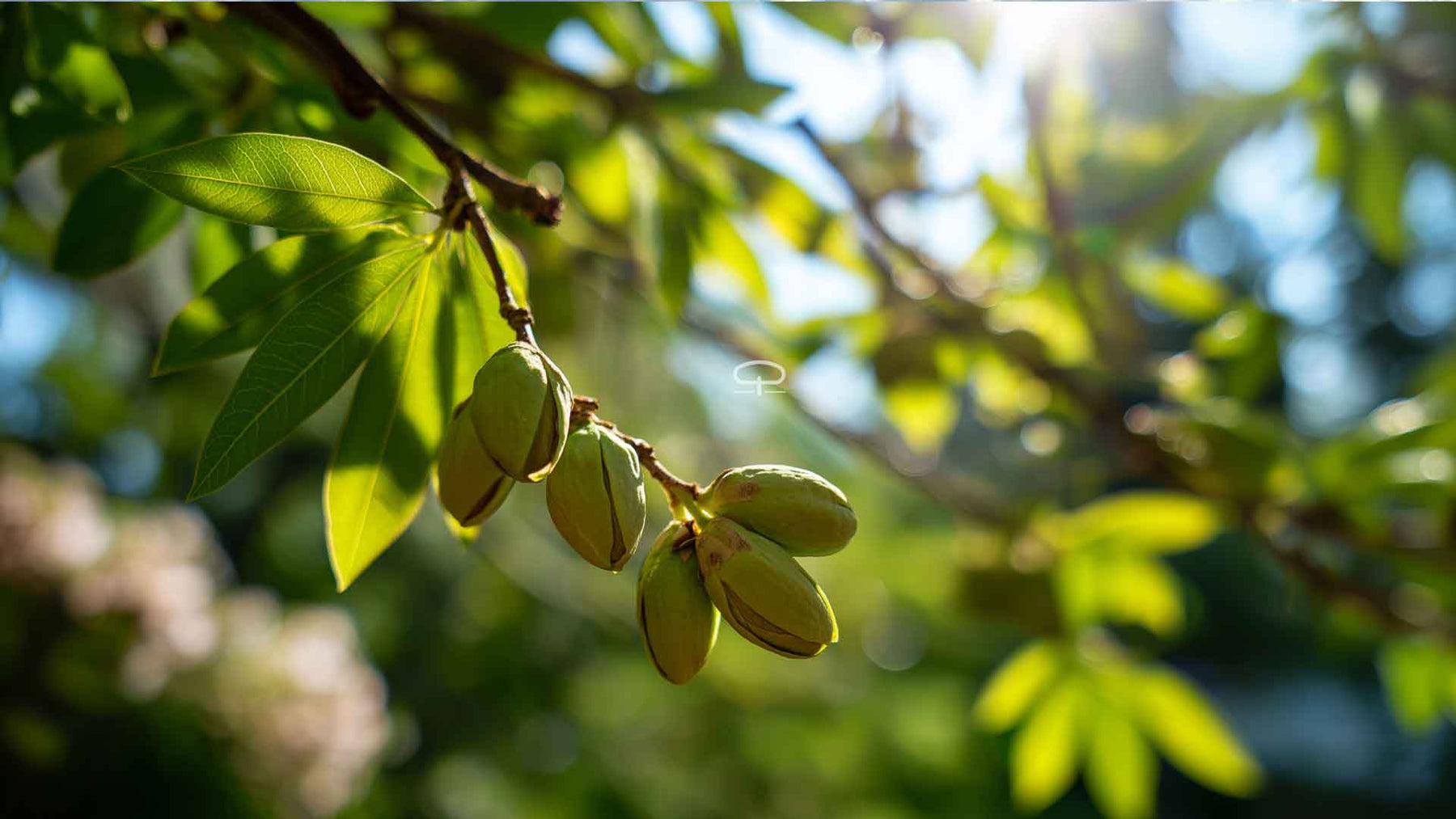 Pistache Kweken, hoe verzorg je je Pistache plant (Pistachia Vera ...