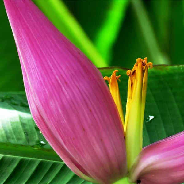 Verse Musa Velutina zaden (roze dwergbanaan) | banaan zaden kopen ...