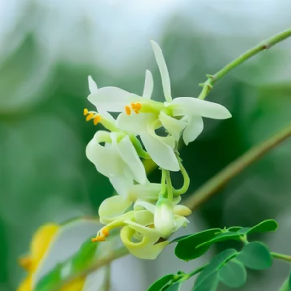 Verse Moringa Oleifera zaden (wonderboom) - Drakenbloedboom